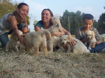Accueil - Elevage Catherine VANNESTE - eleveur de chiens Golden Retriever